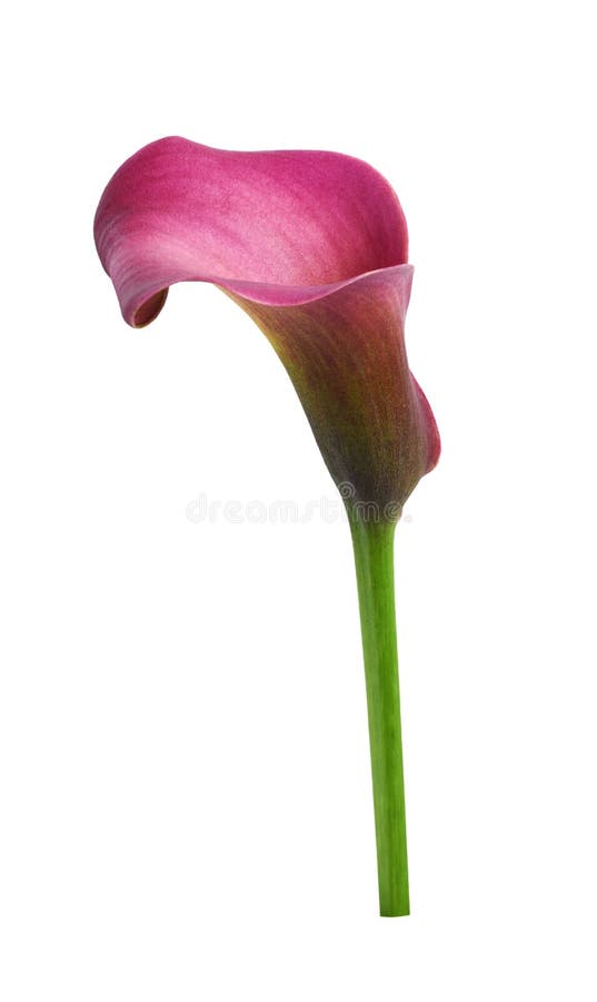 Pink Flower of Calla Zantedeschia Isolated Stock Image - Image of ...