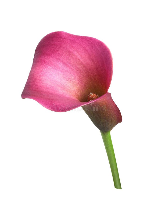 Pink Flower of Calla Zantedeschia Isolated Stock Photo - Image of pink ...