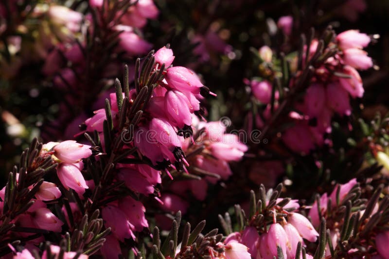 Pink Flower Calluna Vulgaris Stock Image - Image of closeup, natural ...