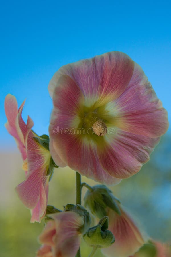 Pink flower in cape cod stock image. Image of pink, quiet - 99396873