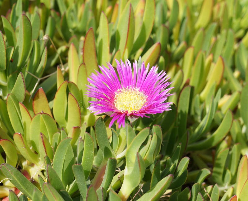 Pink Flower of Carpobrotus Modestus Stock Image - Image of grass ...