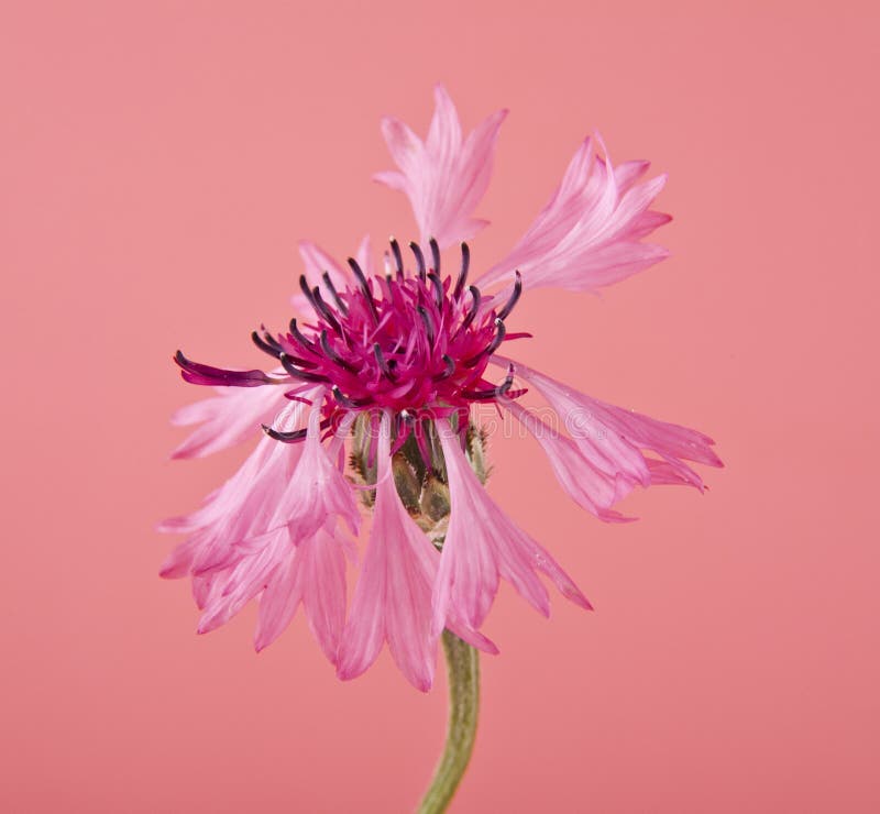 Pink Flower of Centaurea on Pink Background Stock Photo - Image of ...