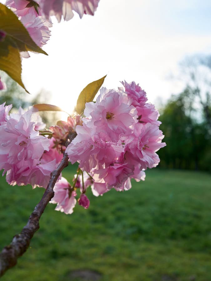 Pink Flower with a Pink Center and Pink Petals Stock Photo - Image of ...