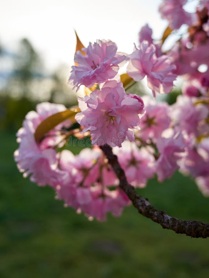 Pink Flower with a Pink Center and Pink Petals Stock Image - Image of ...