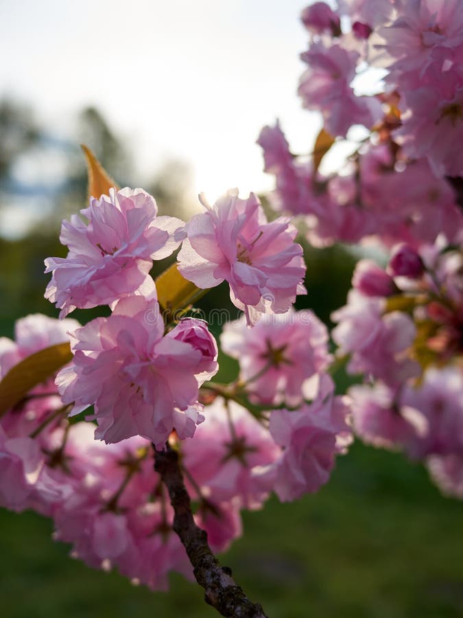 Pink Flower with a Pink Center and Pink Petals Stock Image - Image of ...