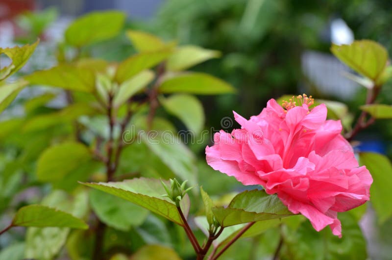 Pink Flower China Rose Shoe Flower Chinese Hibiscus Hibiscus