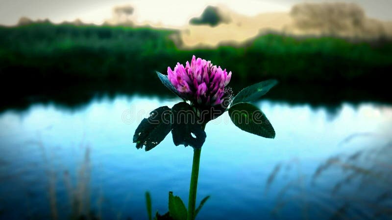 Pink flower clever stock image. Image of flower, lake - 134046491