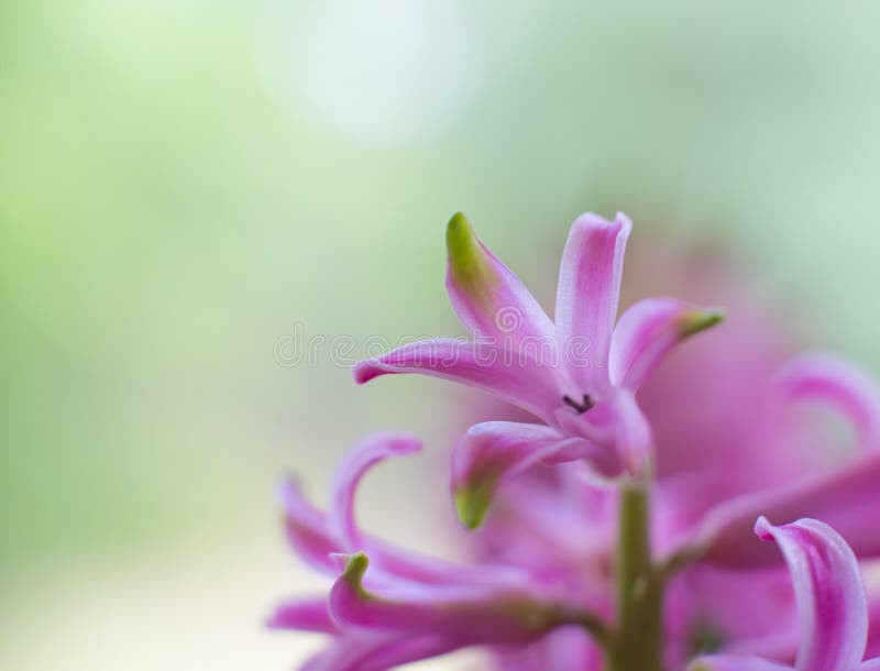 Pink flower close-up stock photo. Image of macro, space - 90633464