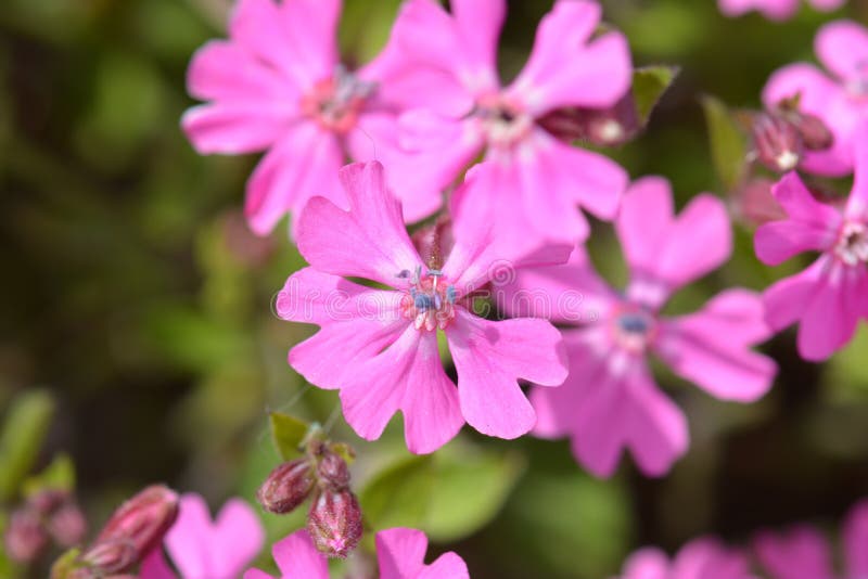 Pink flower, close up stock image. Image of plant, macro - 53452425