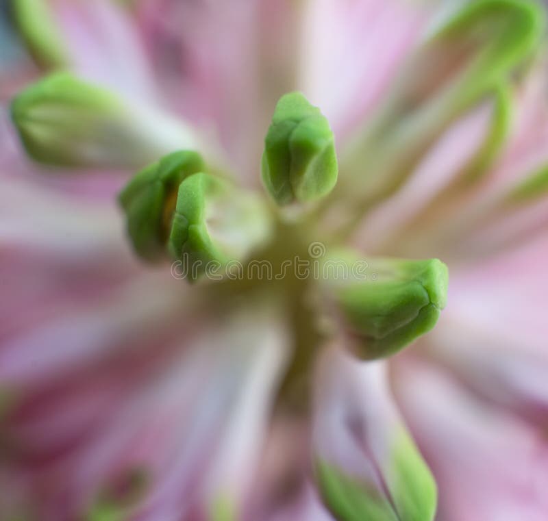 Pink flower close-up stock image. Image of beauty, flowers - 90633493