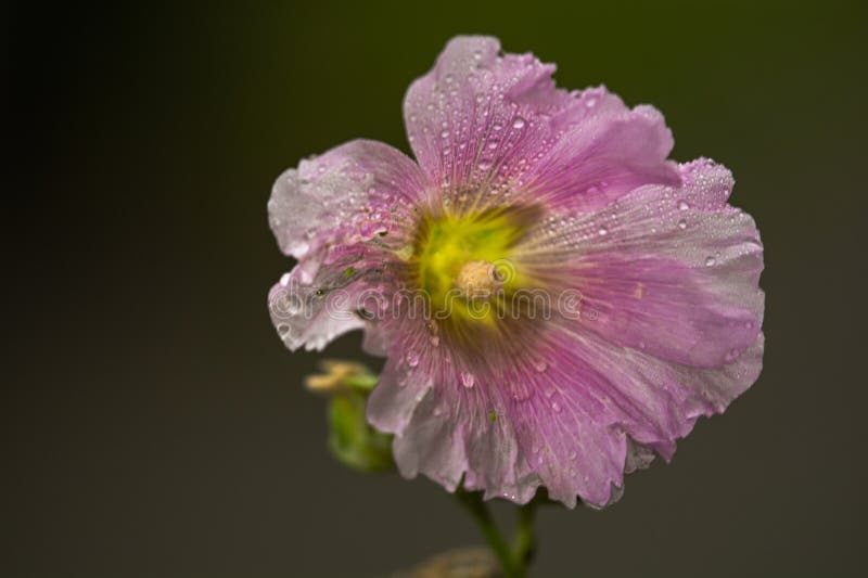 Pink Flower in Close Up Macro Stock Photo - Image of pink, leaf: 335639516