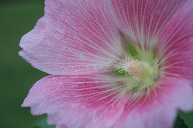 Pink flower close up stock photo. Image of textured, vivid - 82188254