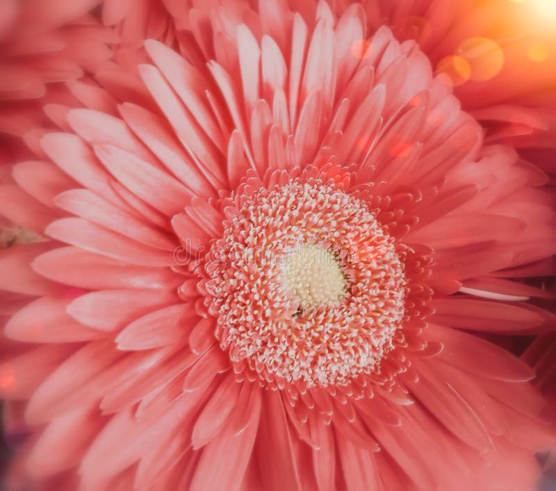 Pink flower close view stock image. Image of pink, close - 141910025