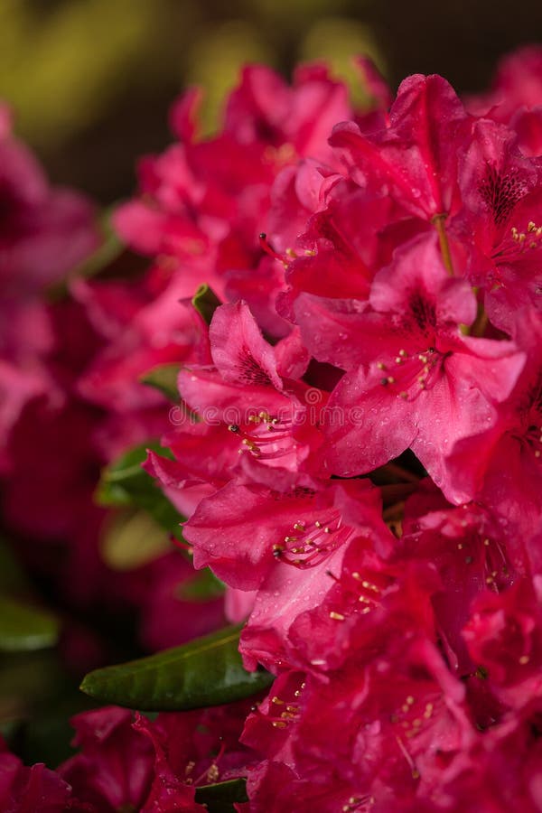 Pink flower closeup stock photo. Image of beautiful, growth - 34564940