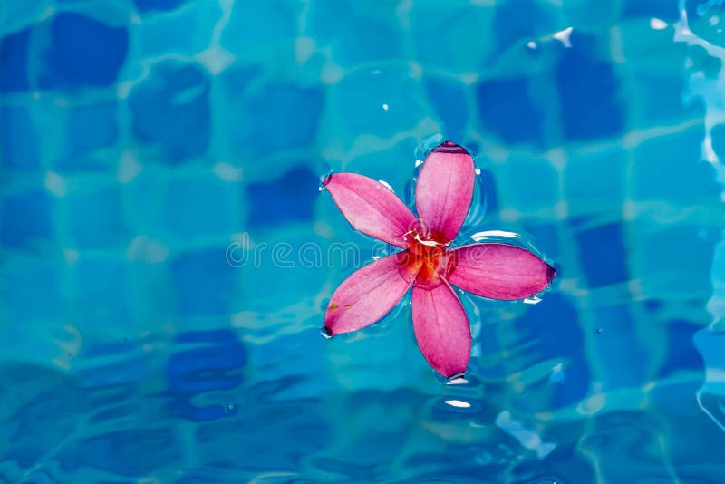 Pink Flower Closeup Shot while Floating on Blue Pool Water Stock Photo ...