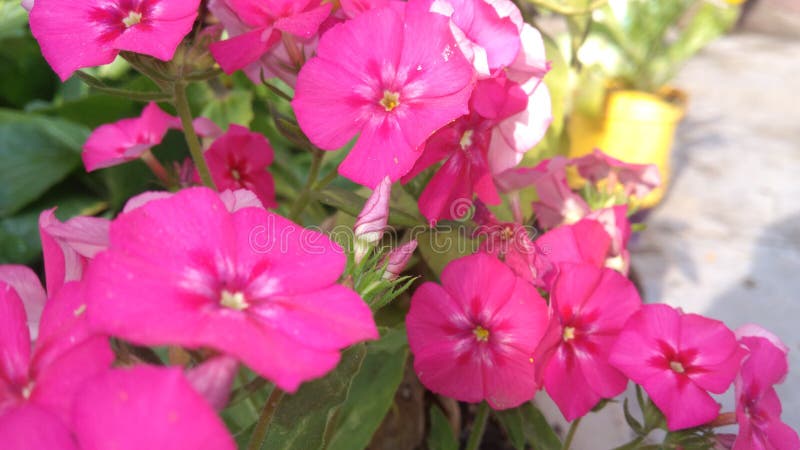 Pink flower closure stock image. Image of amritsar, pink - 160992499
