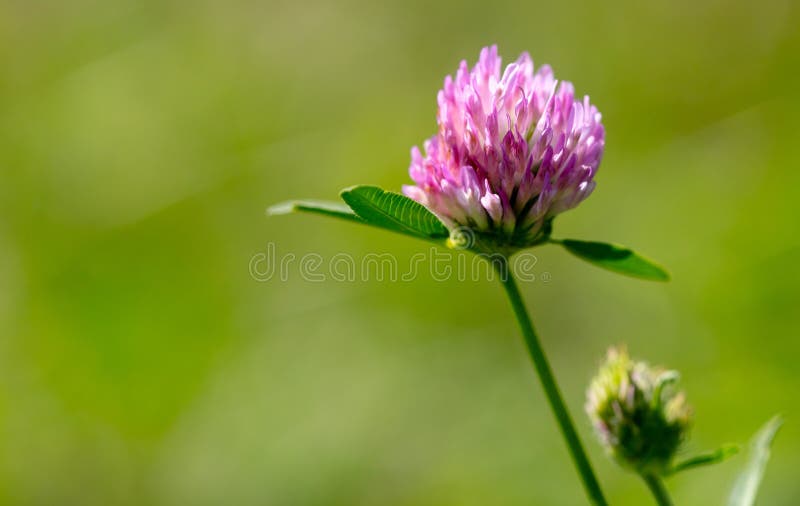 Pink Flower on Clover in Nature. Macro Stock Photo - Image of blooming ...