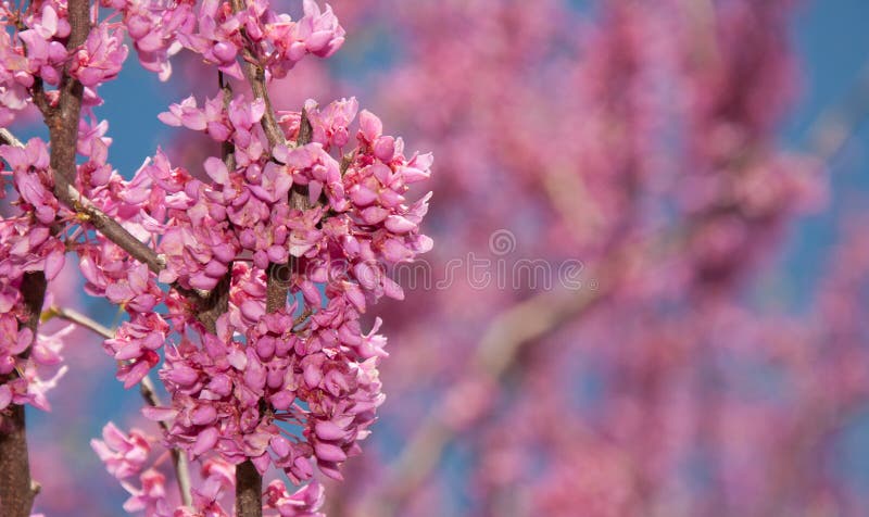 Pink Flower Clusters of an Eastern Redbud Tree in Early Spring Stock ...