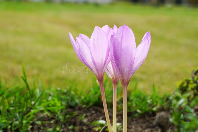 Pink Flower Colchicum Colchicaceae in Garden Stock Image - Image of ...