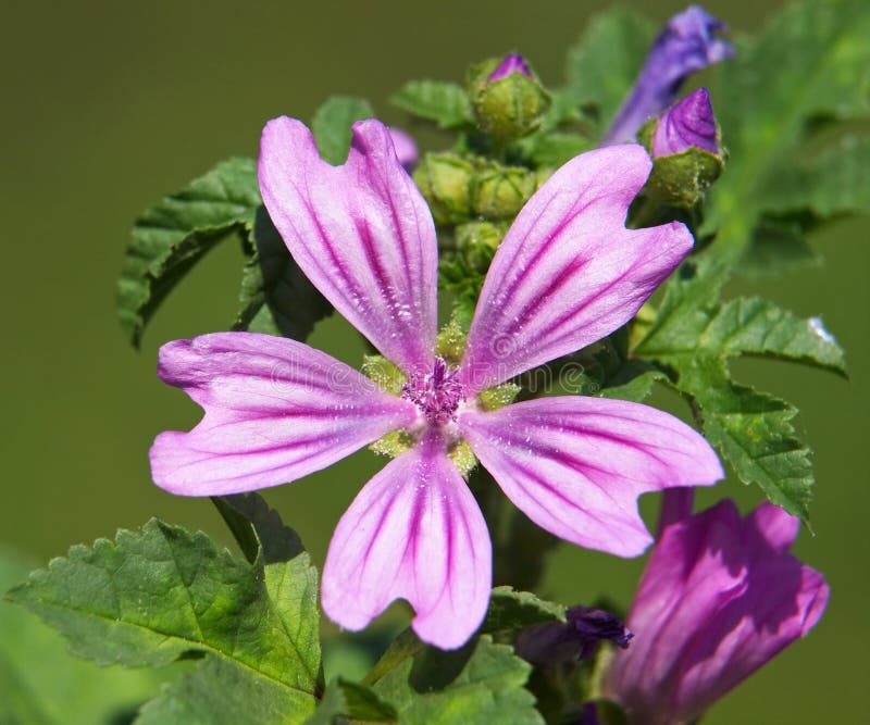 Common Mallow Plant with Pink Flowers and Leaves Stock Image - Image of ...