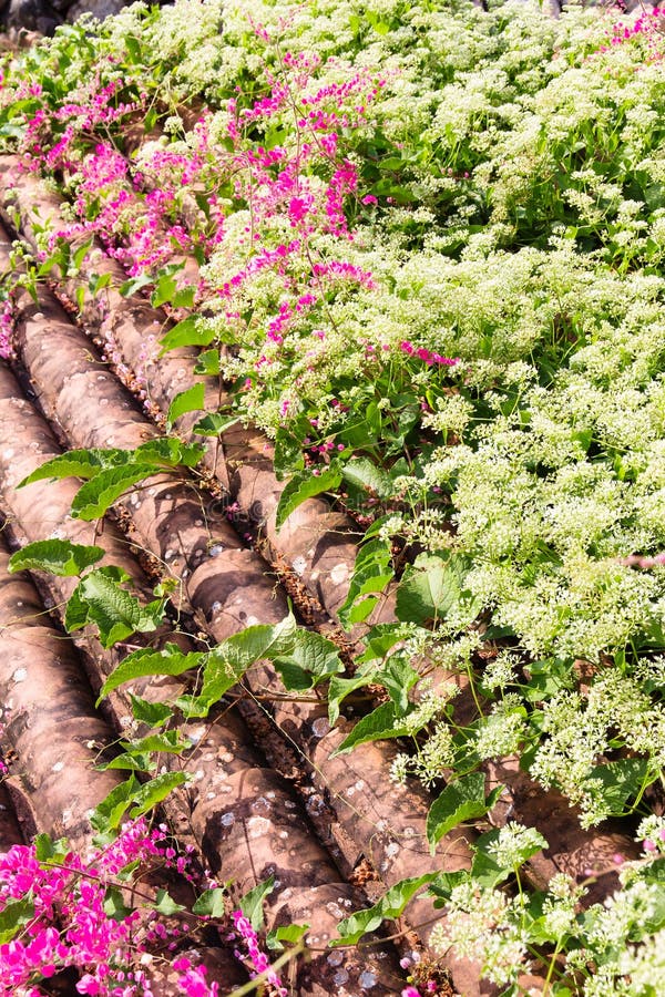 Pink flower Coral Vine stock image. Image of flower, leaf - 48065301