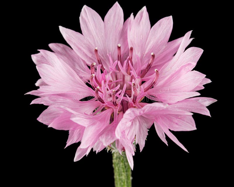 Pink Flower of Cornflower, Lat. Centaurea, Isolated on Black Background ...