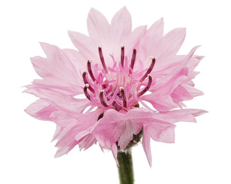 Pink Flower of Cornflower, Lat. Centaurea, Isolated on White Background ...