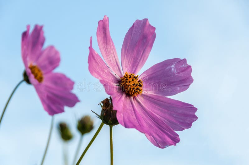 Pink flower cosmos daisy stock image. Image of grass - 43305913