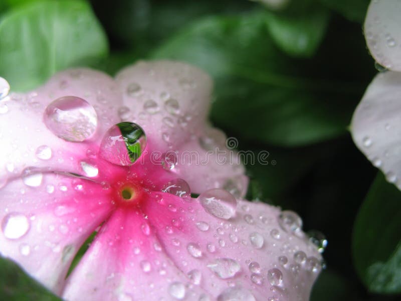 Dewy flower stock image. Image of pink, nature, flower - 171267903