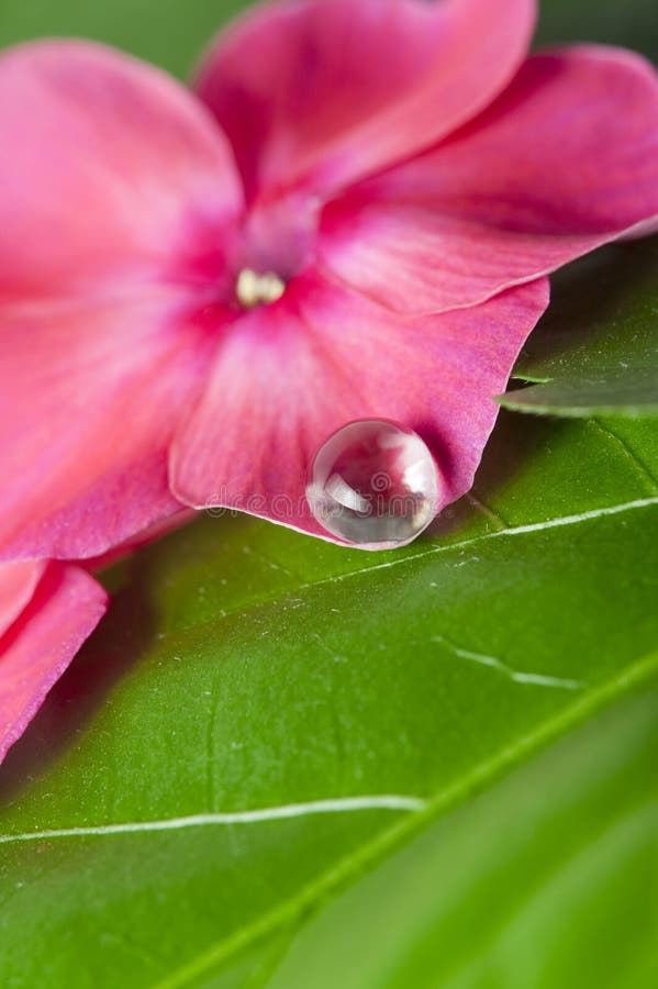 Pink flower with dew drop stock photo. Image of mirroring - 26348422