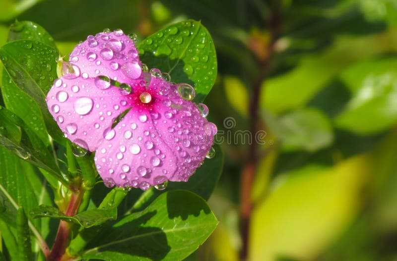 Pink flower with dew drops stock photo. Image of foliage - 28544114