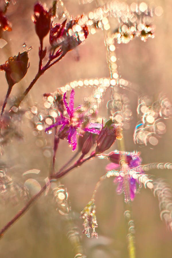 Pink flower in dew stock image. Image of beauty, herb - 42076733