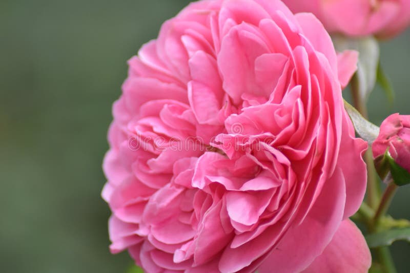 Pink Flower of a Double Rose (Rosa) Stock Photo - Image of fall, macro ...