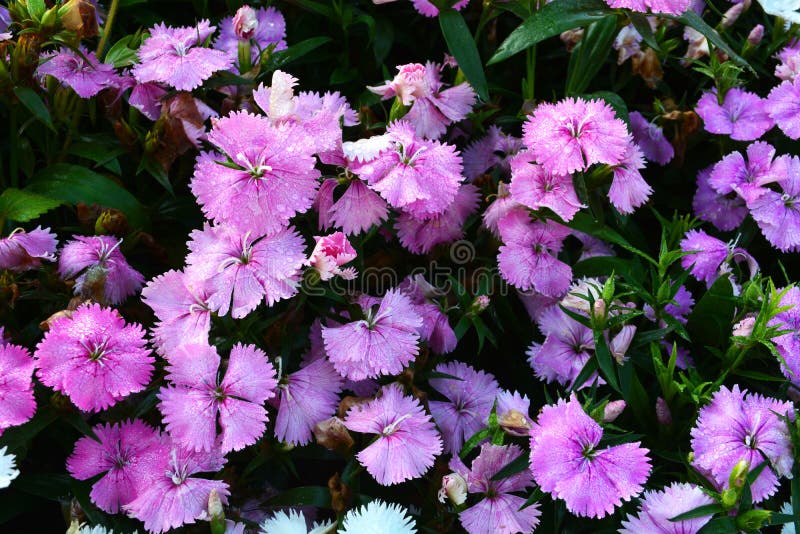 Pink flower and drop water stock image. Image of coreopsis - 47993715