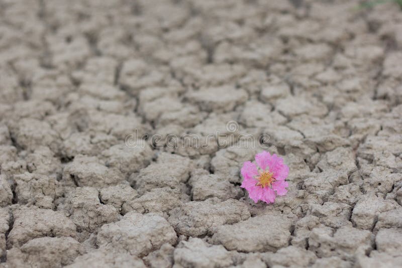 Pink flower stock image. Image of growing, desert, crack - 39895693