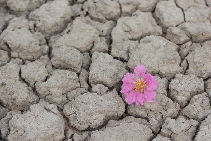 Pink flower stock image. Image of closeup, rough, ground - 39895861