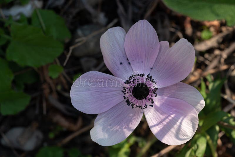 Pink Flower during Early Spring Stock Image - Image of bokeh, detail ...