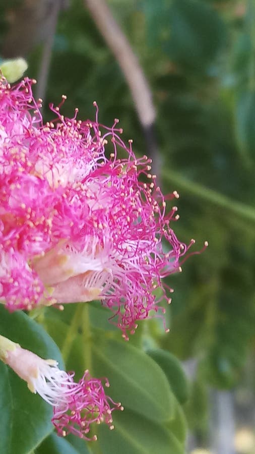 Pink flower early stage stock image. Image of petal - 179337015
