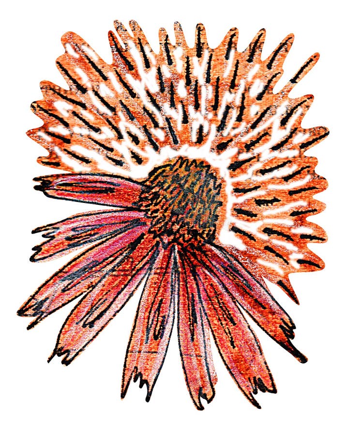 Pink Flower Echinacea Hand Botanical Illustration Stock Image - Image ...