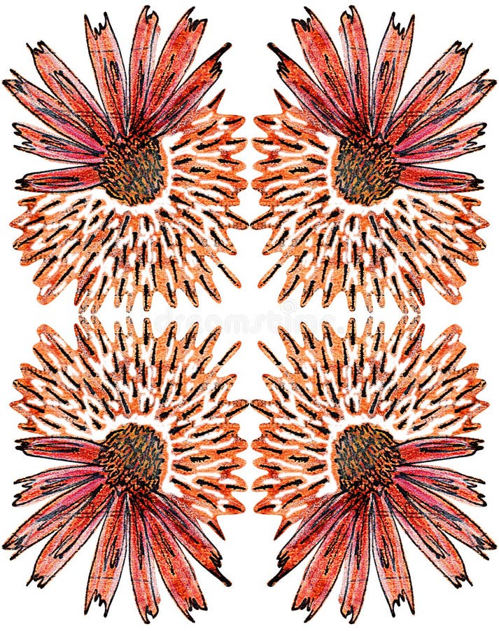 Pink Flower Echinacea Hand Botanical Illustration Stock Illustration ...