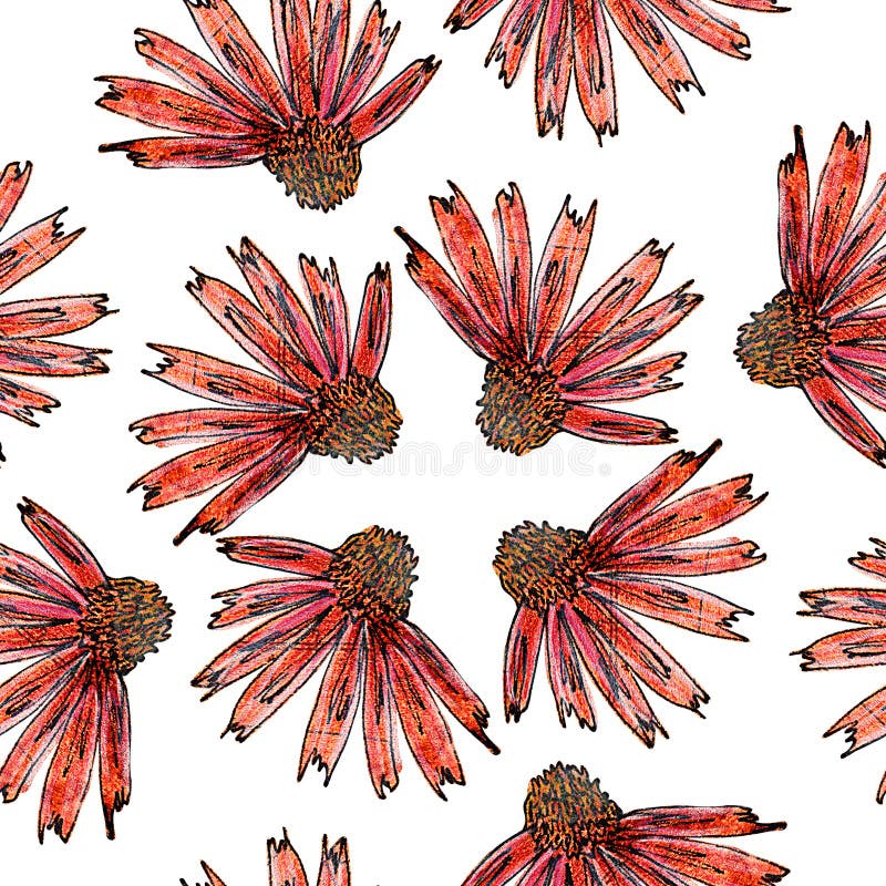 Pink Flower Echinacea Hand Botanical Illustration Stock Illustration ...