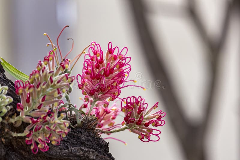 Pink Flower Exotic on Tree Trunk Stock Image - Image of natural ...