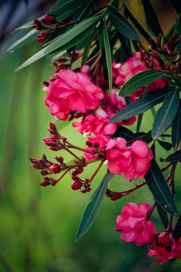 Pink Flower Eye Catching Beauty Stock Photo - Image of flower, pink ...