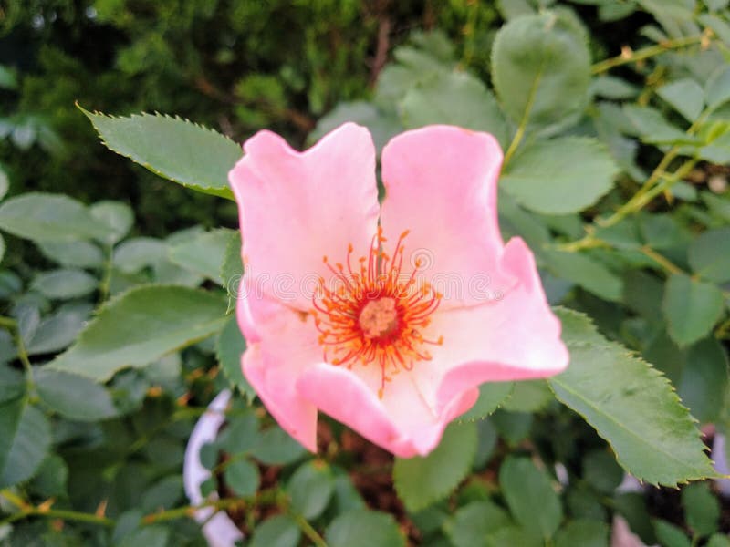 A Pink Flower in Face stock photo. Image of flower, cute - 155376674