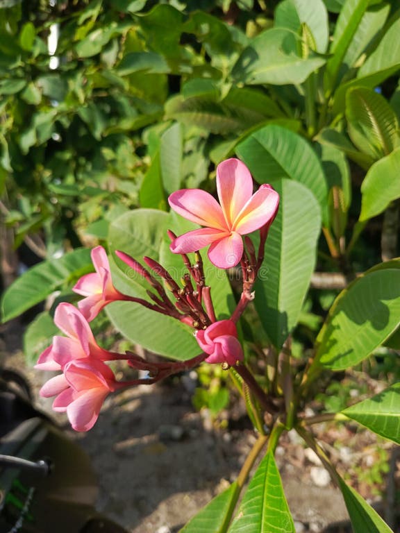 Pink Flower facing the sun stock photo. Image of green - 325645848