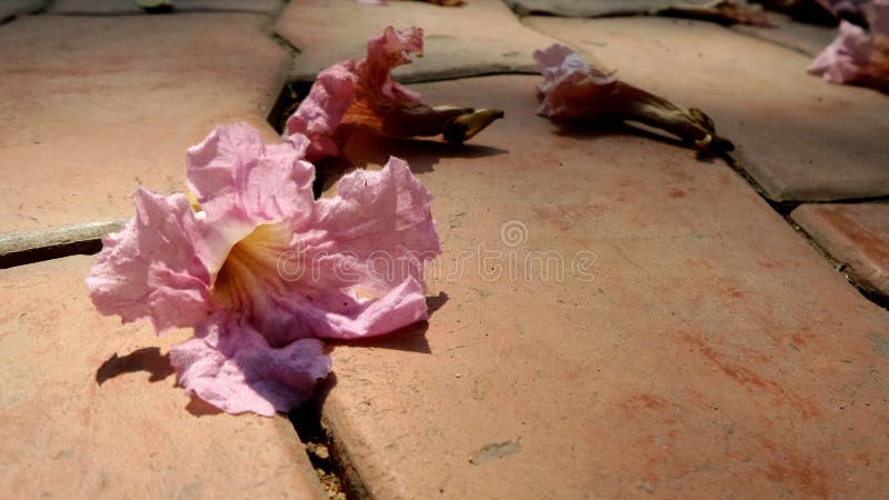 Falling Pink Flowers on the Lawn Stock Photo - Image of flowers, tree ...