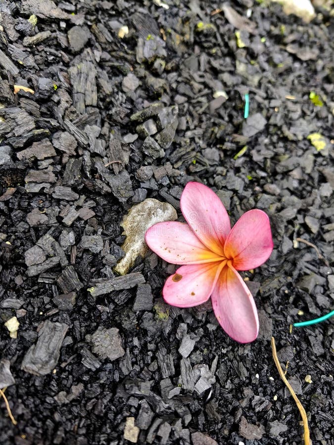 Pink Flower Falling on the Ground Stock Photo - Image of flower, pink ...