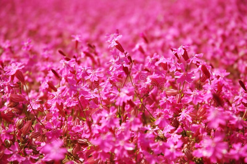 Pink flower field stock image. Image of background, close - 12368047