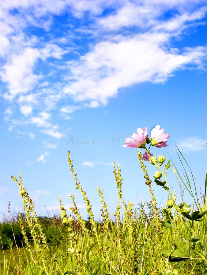 Pink flower in the field stock image. Image of plant, lively - 7359985