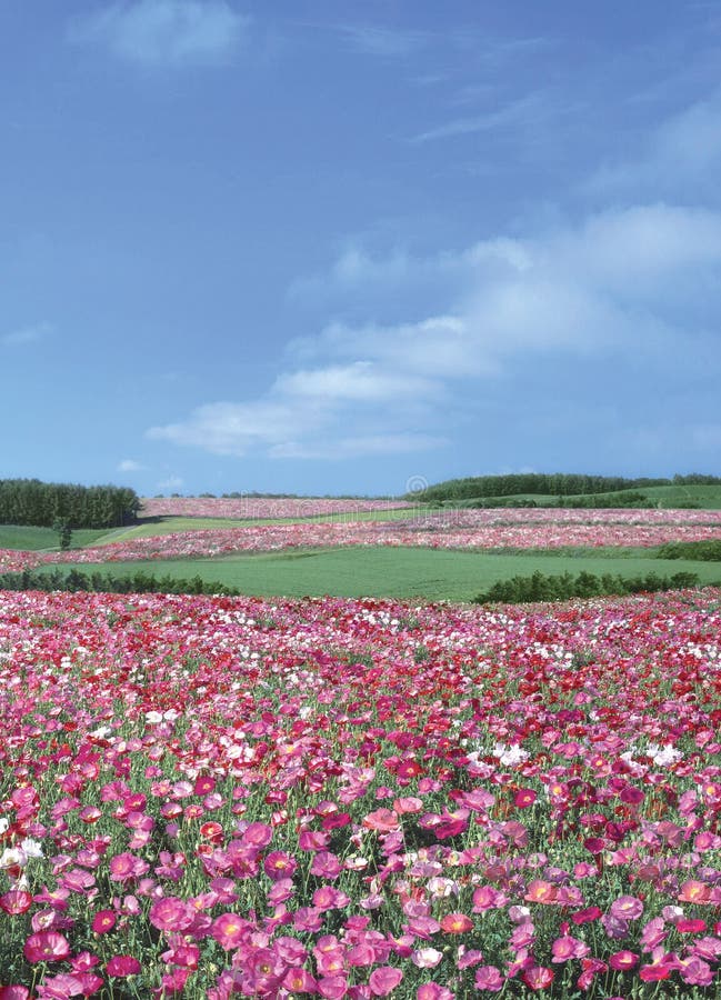 Pink Flower field stock image. Image of flower, garden - 35248573